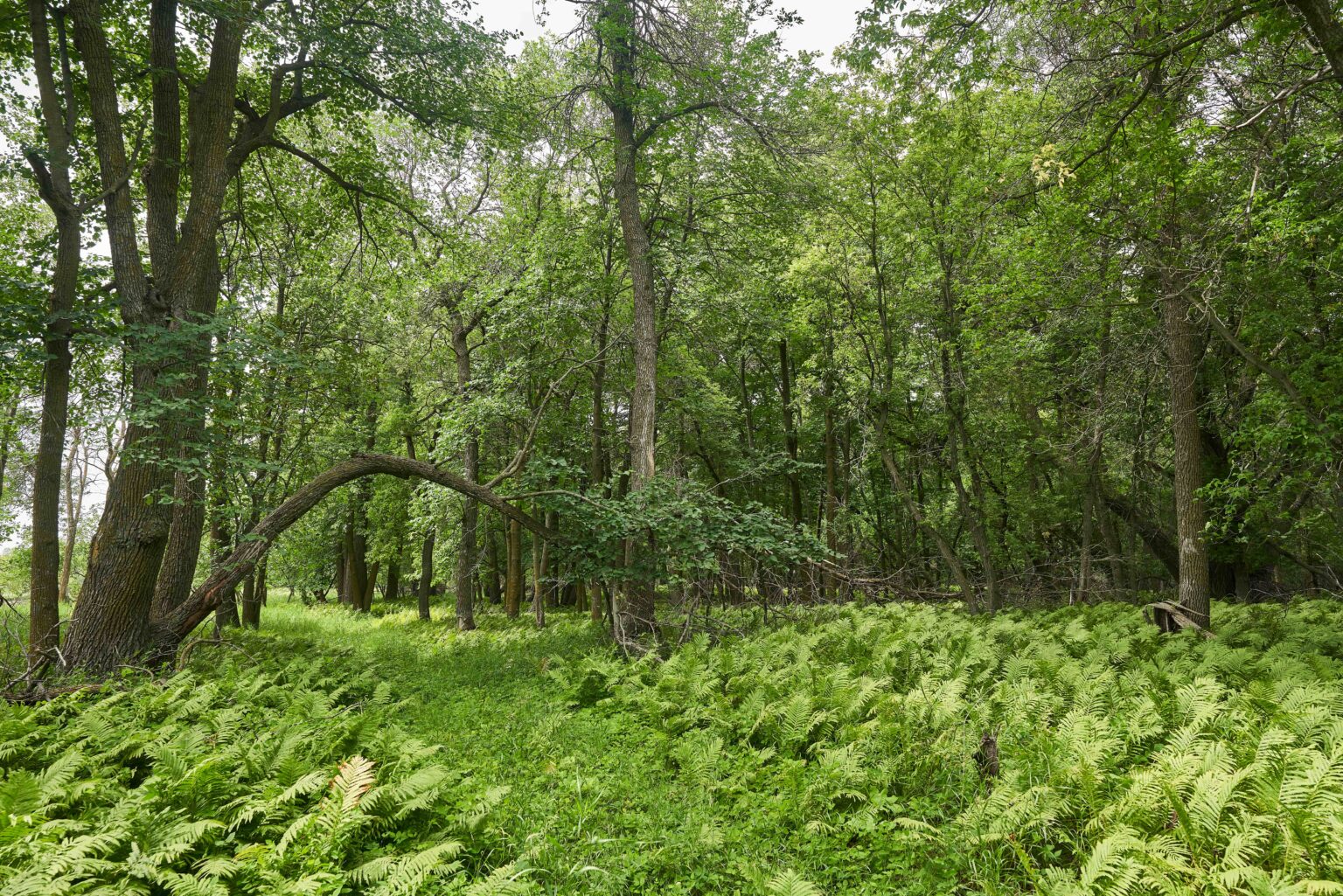Qualico Communities preserves nature’s beauty in Taylor Farm Phase 5 ...